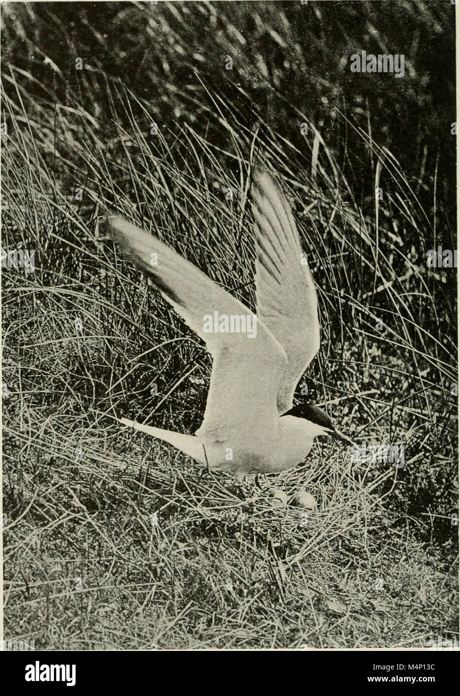 Bird-lore (1913) (14568856469 Stock Photo - Alamy