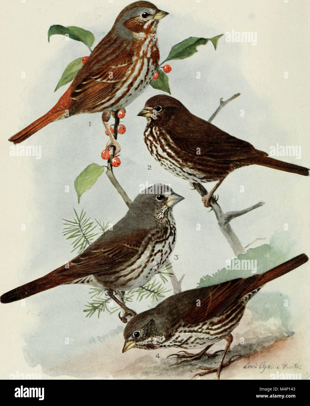 Bird-lore (1913) (14569066987 Stock Photo - Alamy