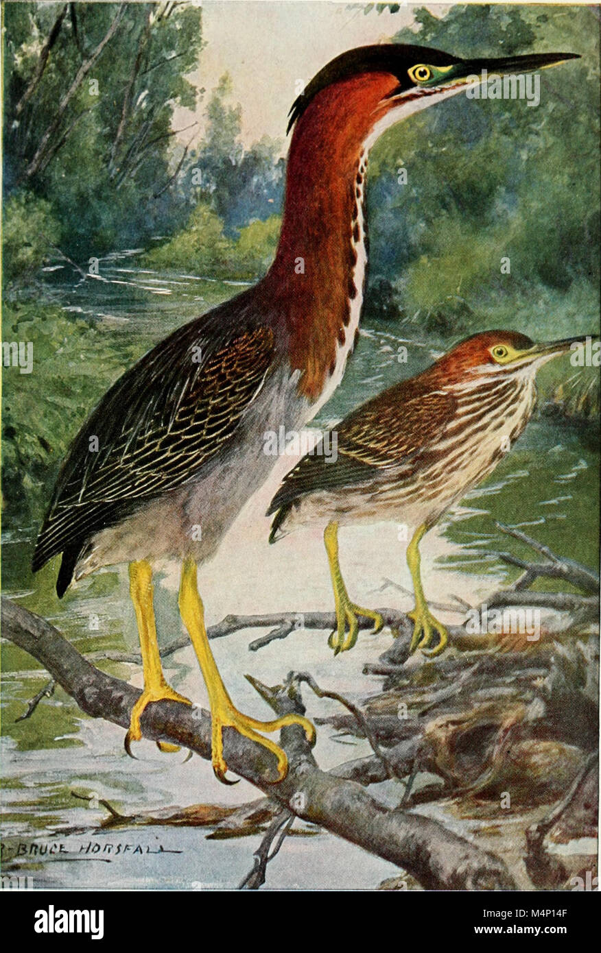 Bird-lore (1913) (14753172504 Stock Photo - Alamy