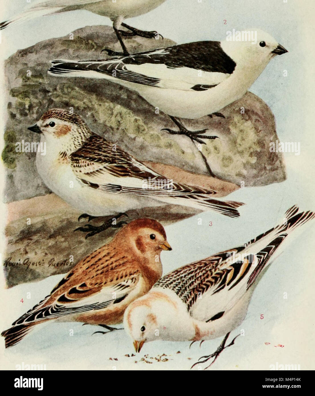 'Bird-Lore' (1913) is a publication focusing on ornithology, bird ...