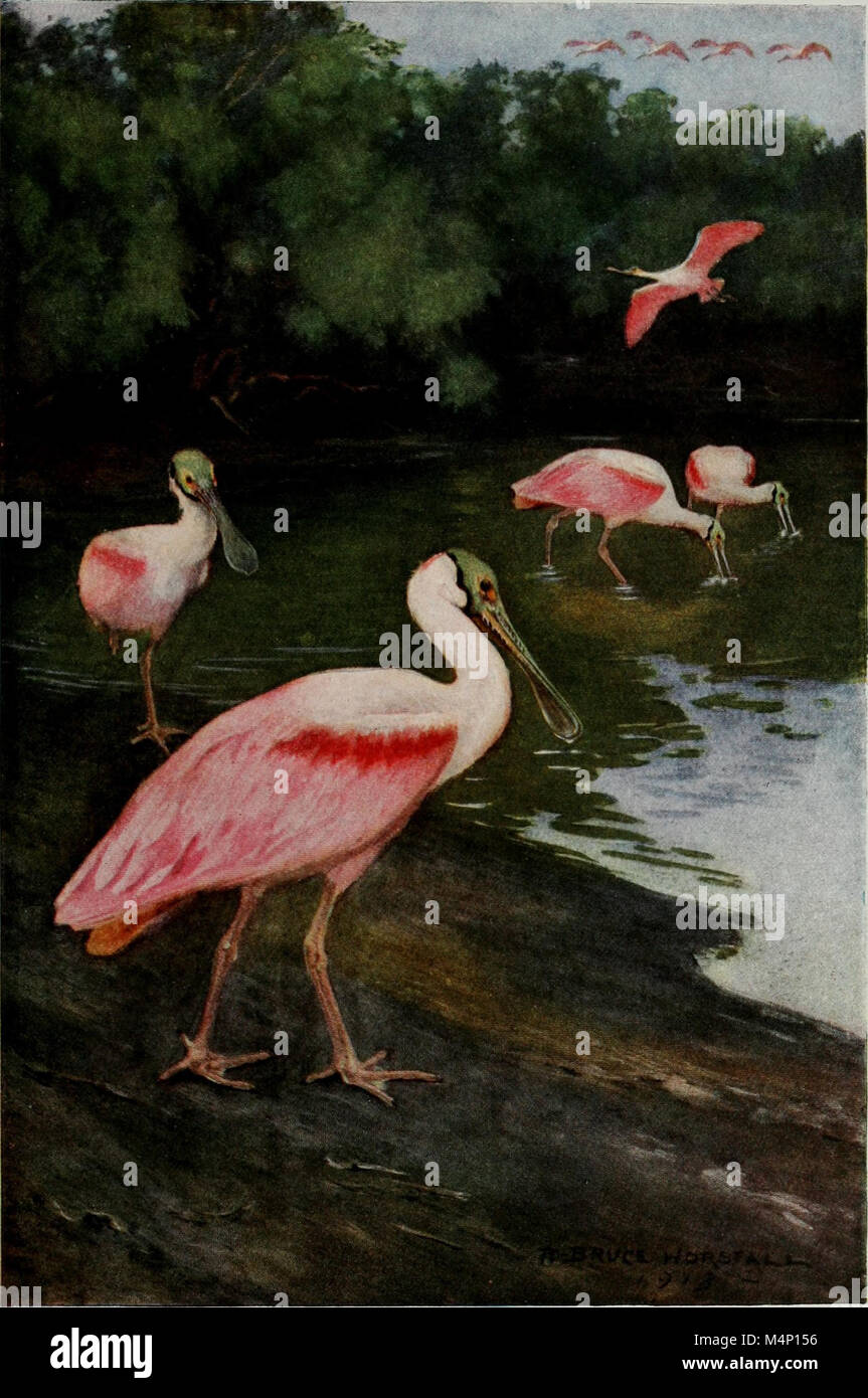 Bird-lore (1914) (14568668580 Stock Photo - Alamy