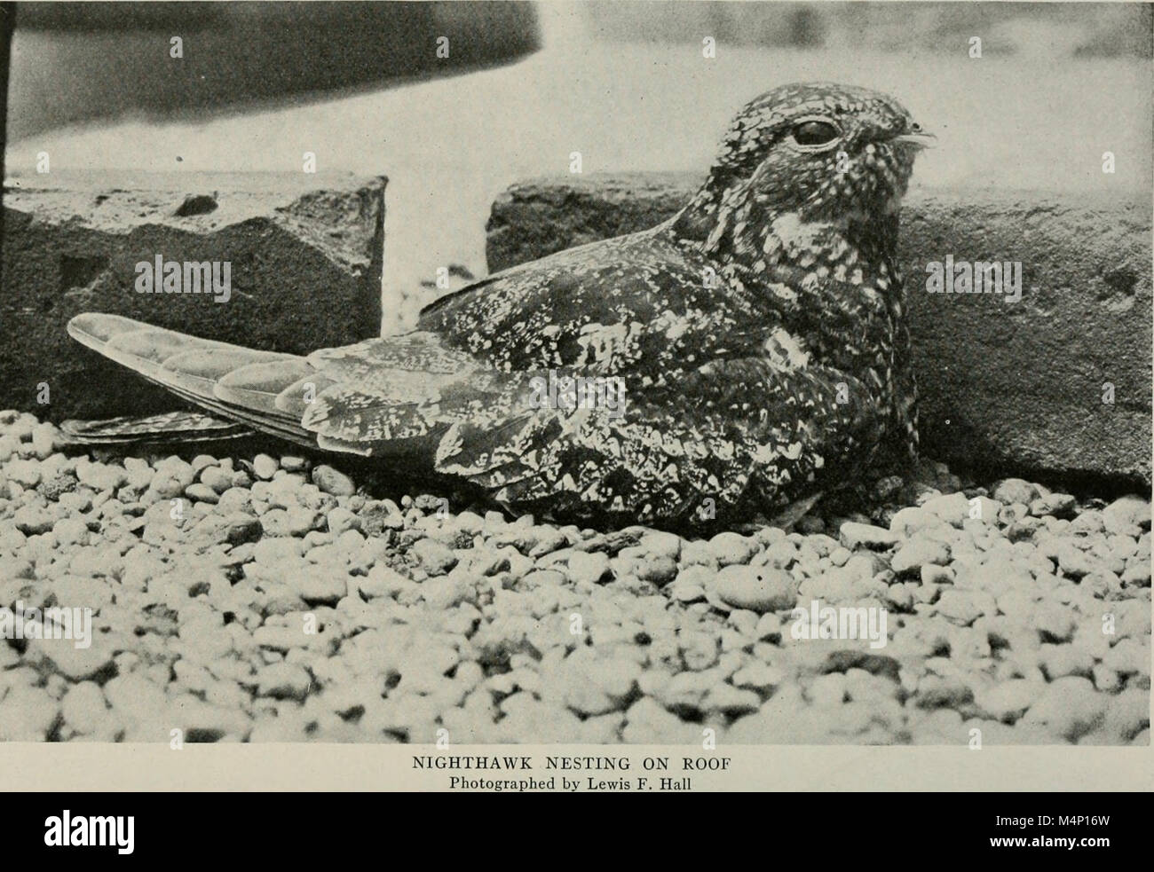 Bird-lore (1914) is a publication dedicated to the study of birds ...