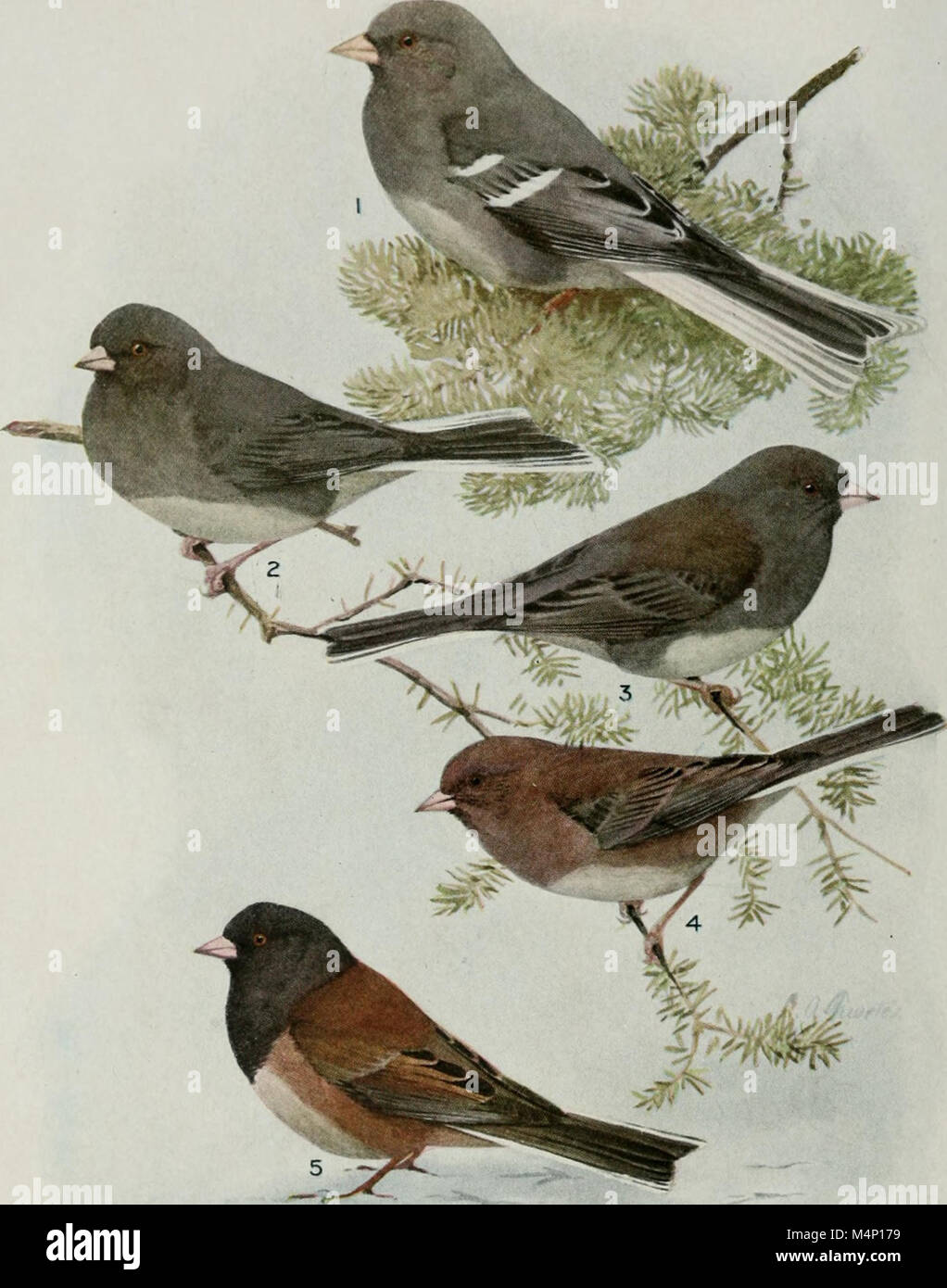 'Bird-lore' (1914) focuses on ornithology, providing insights into bird ...