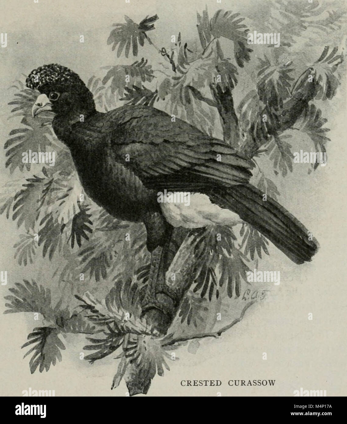 Bird-lore, published in 1914, covers various aspects of ornithology ...
