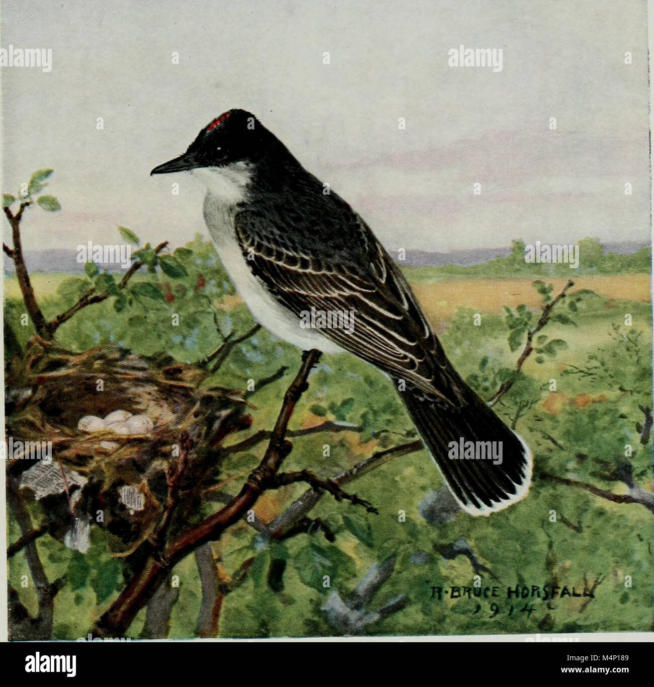 Bird-lore (1915) (14568721369 Stock Photo - Alamy