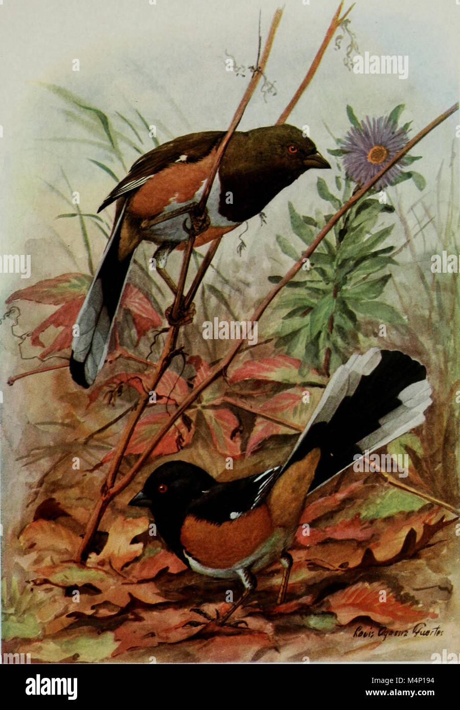 'Bird-lore' (1915) is a publication focused on ornithology ...