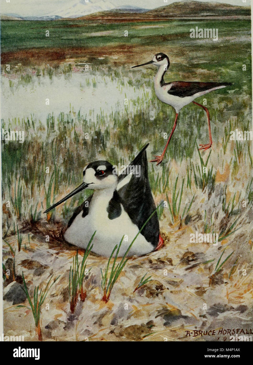 Bird-lore (1916) (14568768799 Stock Photo - Alamy