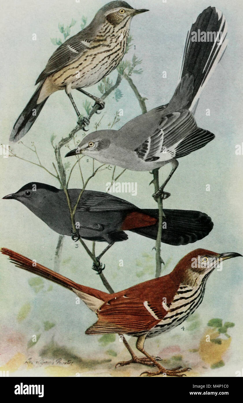 Bird-lore (1916) (14568938177 Stock Photo - Alamy