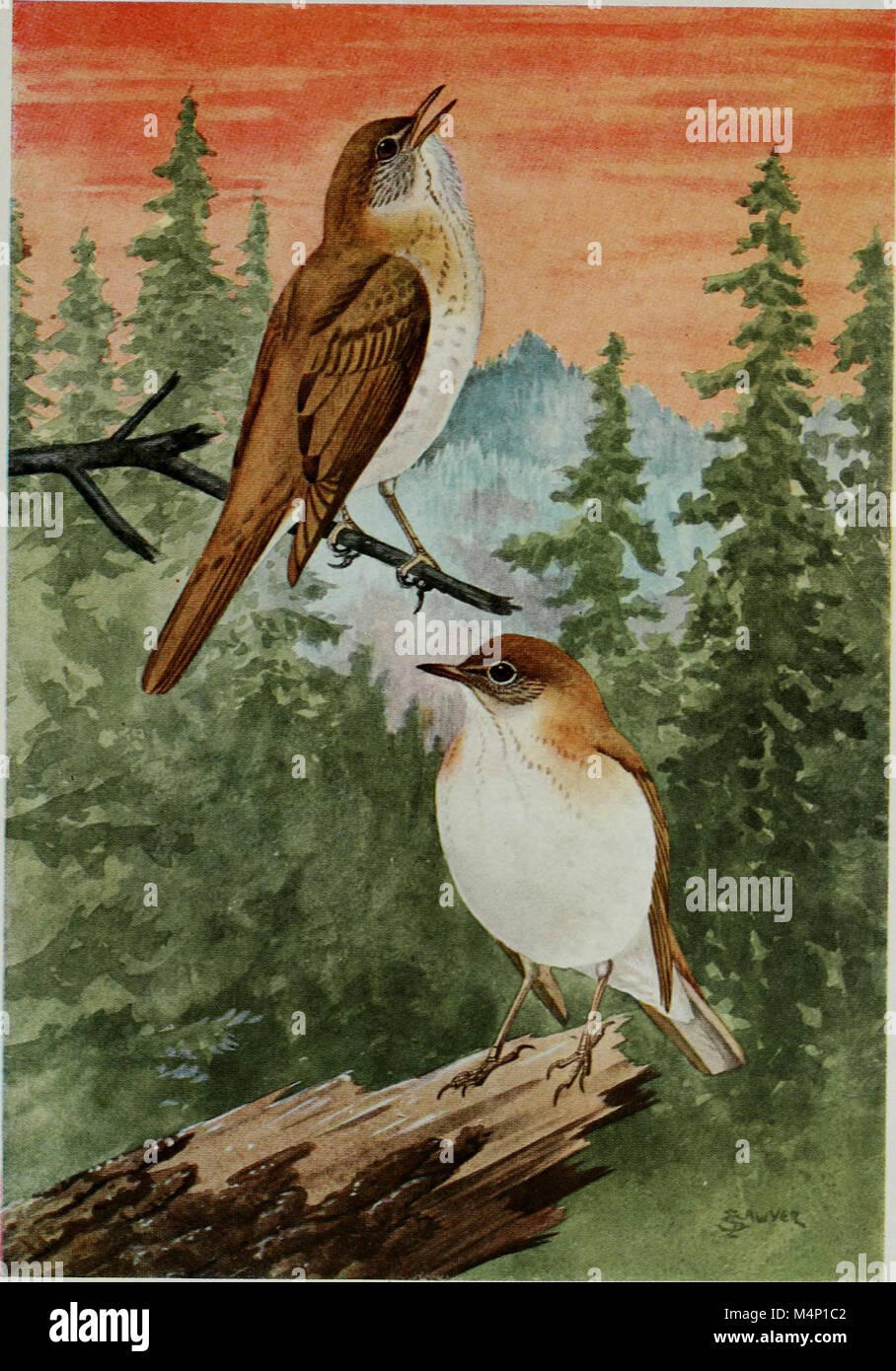 'Bird-Lore' (1916) is a publication focused on the study and ...