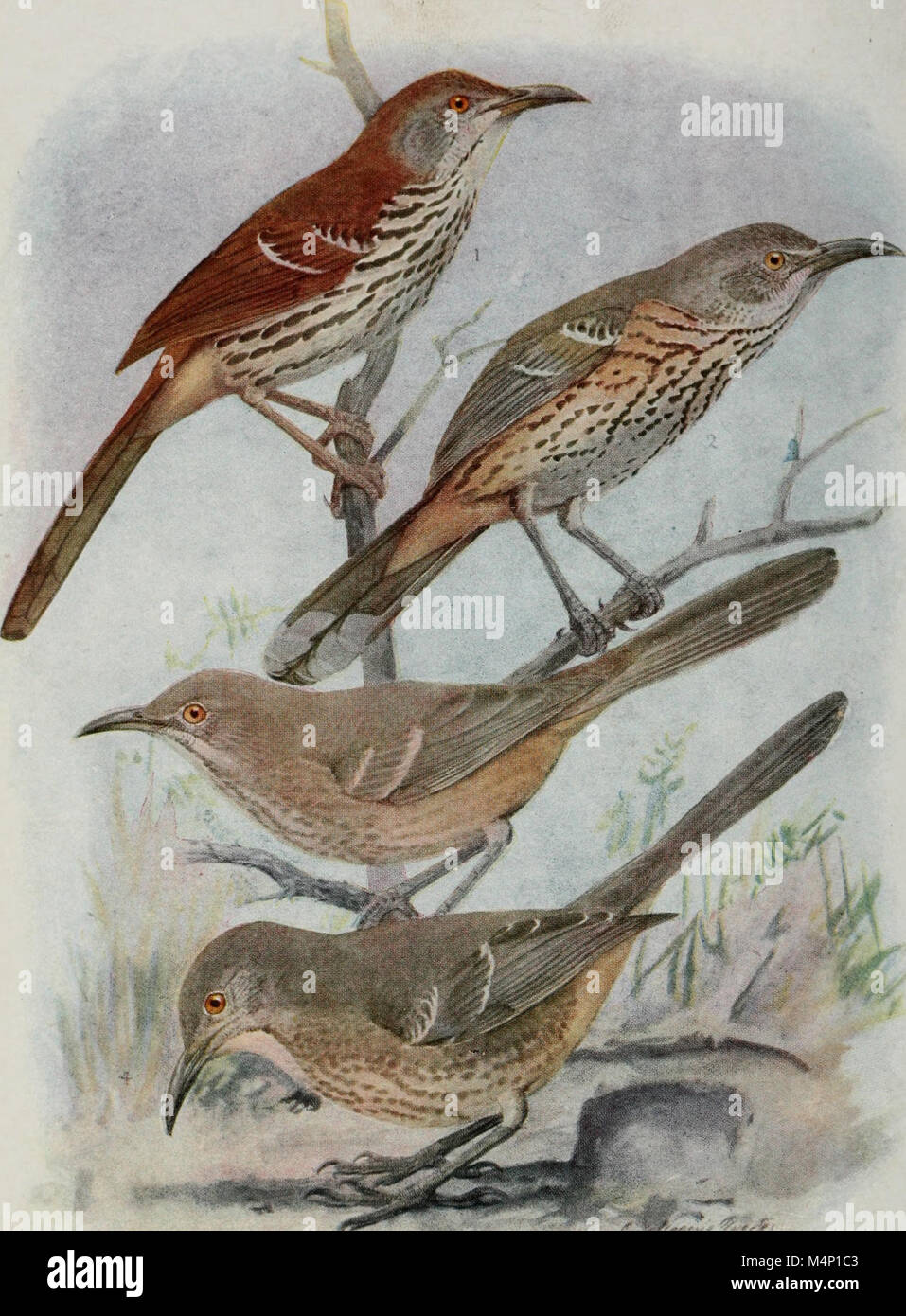 Bird-lore (1916) (14568968607 Stock Photo - Alamy