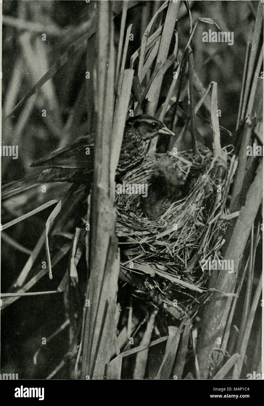 Bird-lore (1916) (14732368126 Stock Photo - Alamy