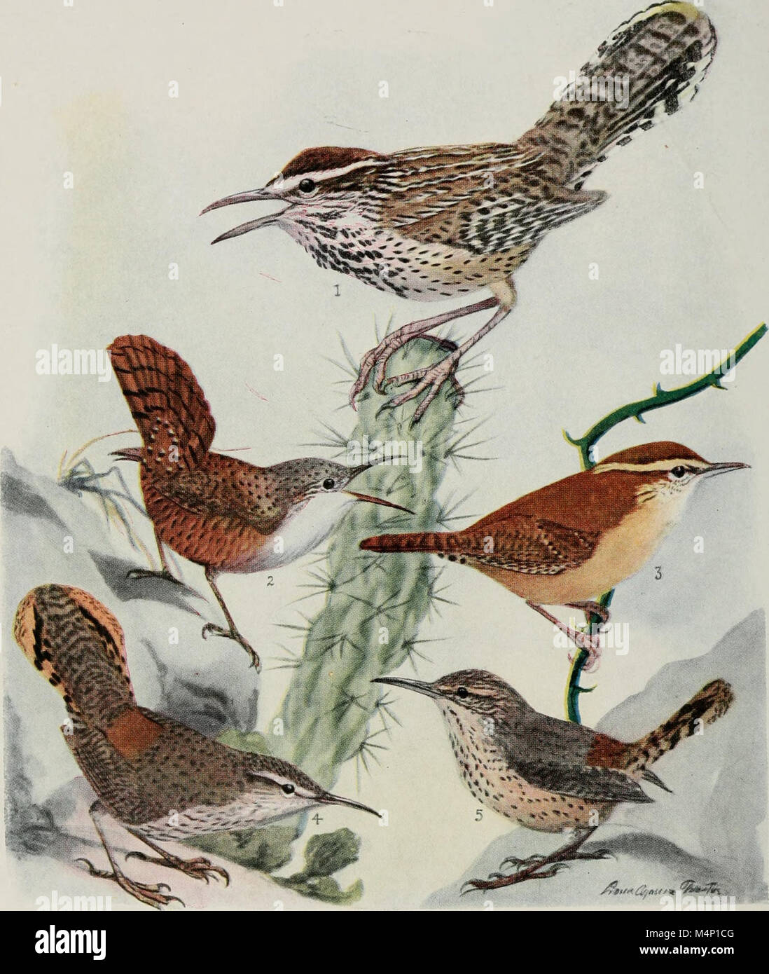 Bird-lore, published in 1916, is a publication focused on the study and ...