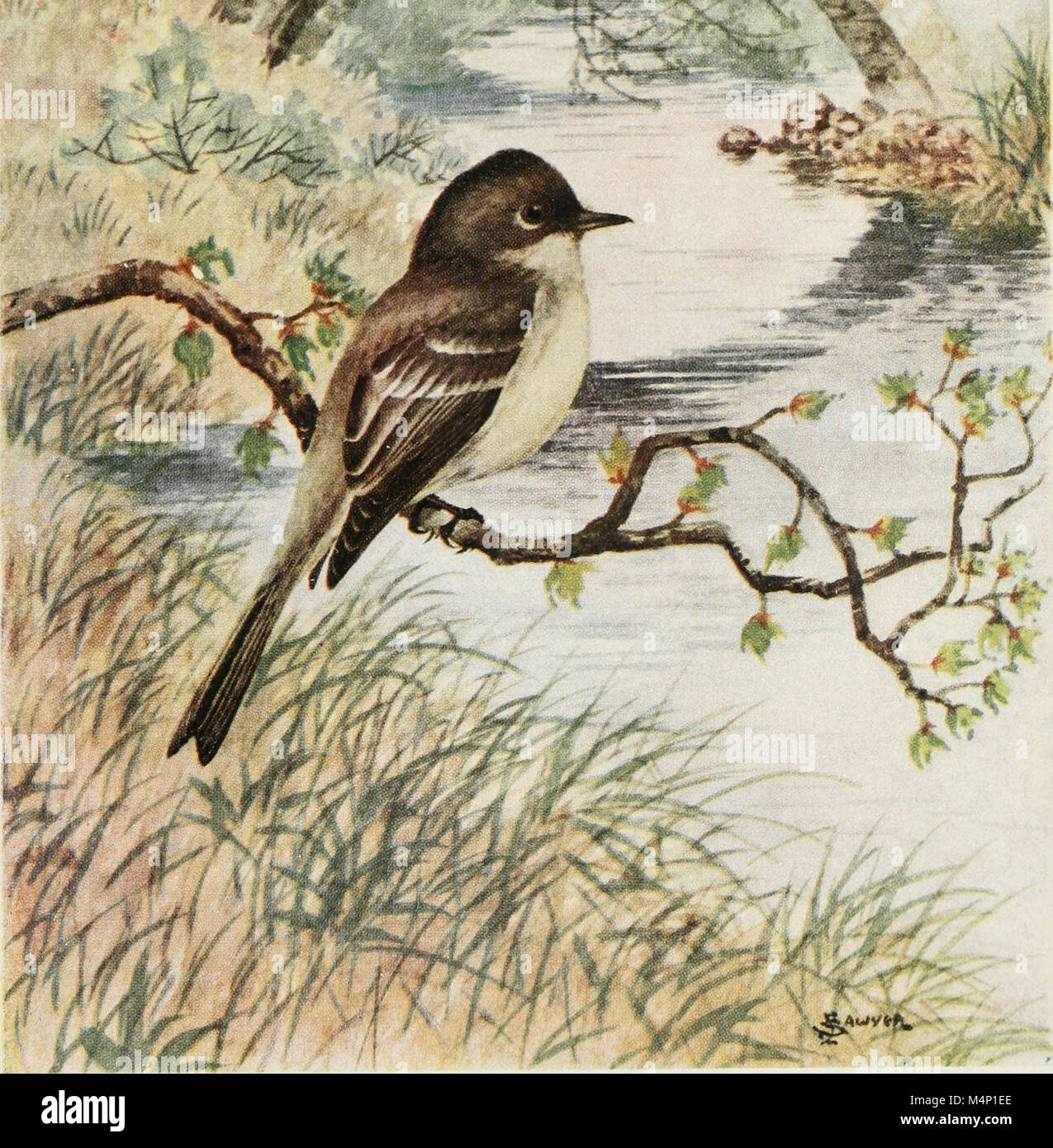 Bird-lore (1917) (14569277357 Stock Photo - Alamy