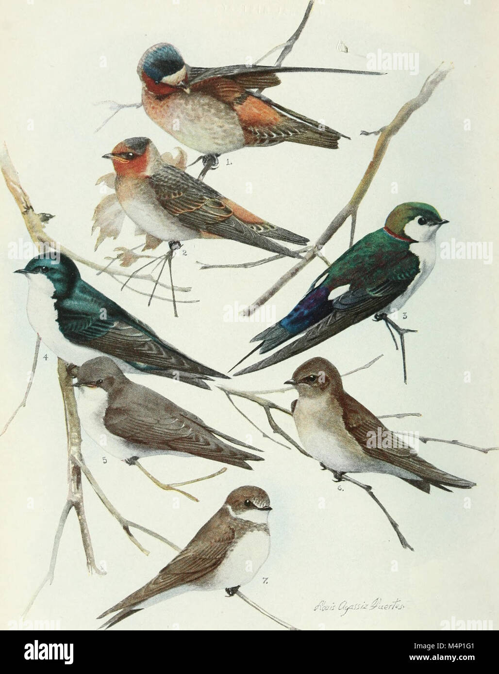 Bird-lore (1917) (14755722715 Stock Photo - Alamy