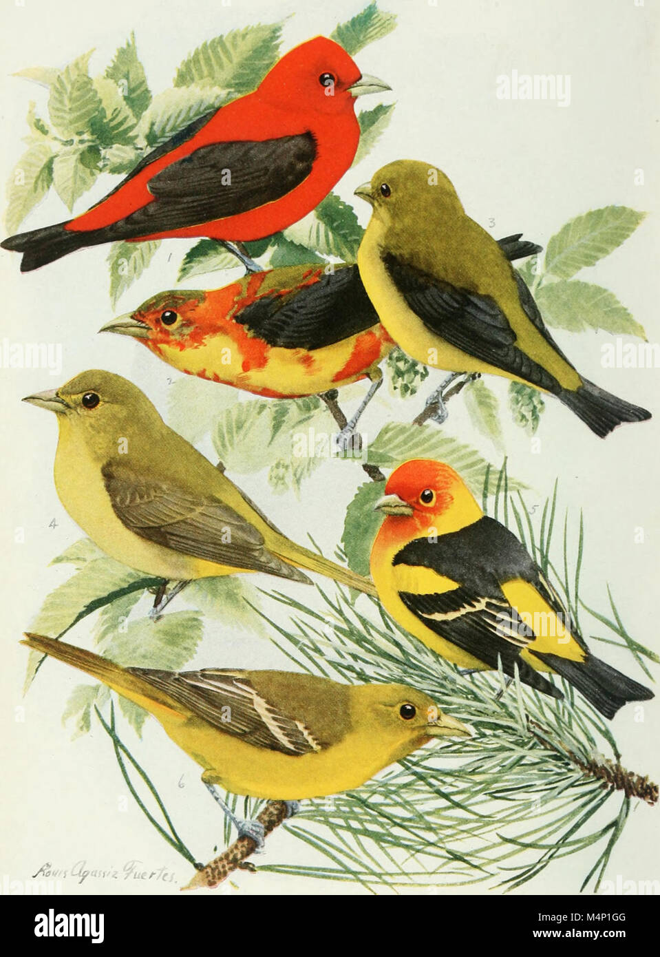 Bird-lore (1918) (14748015494 Stock Photo - Alamy