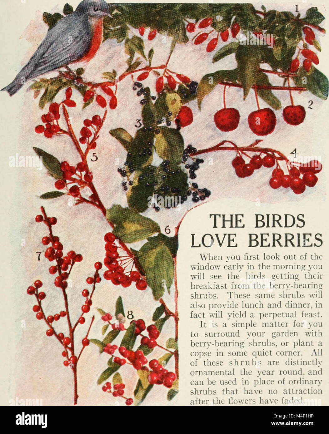 Bird-Lore, published in 1919, is a periodical dedicated to the study ...