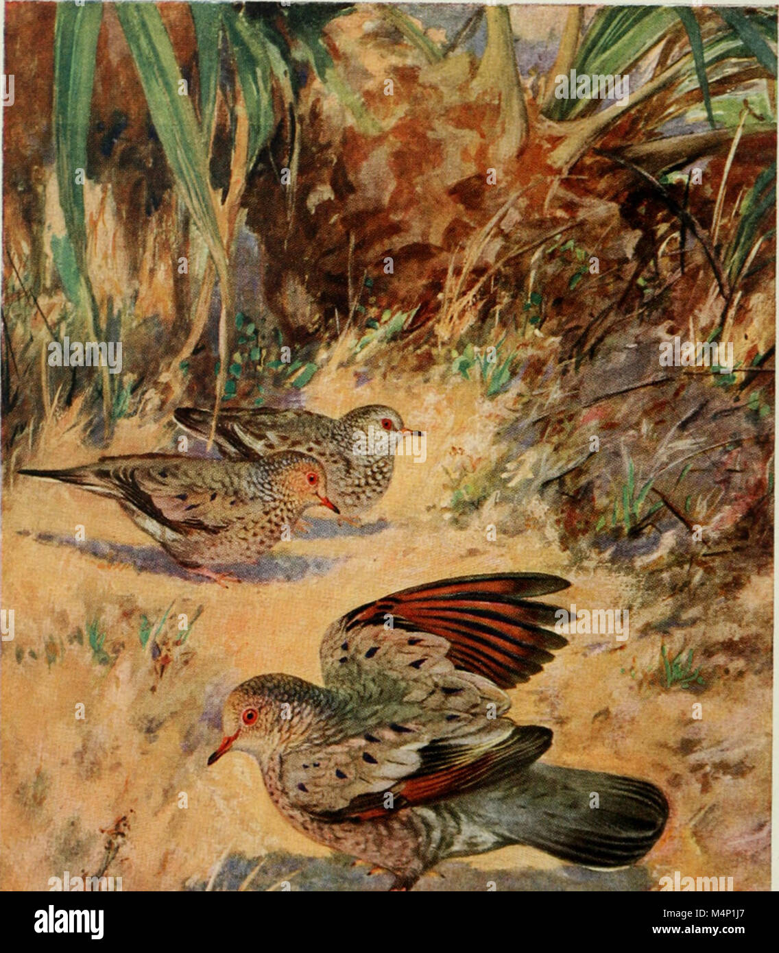 Bird-lore (1920) (14564060878 Stock Photo - Alamy