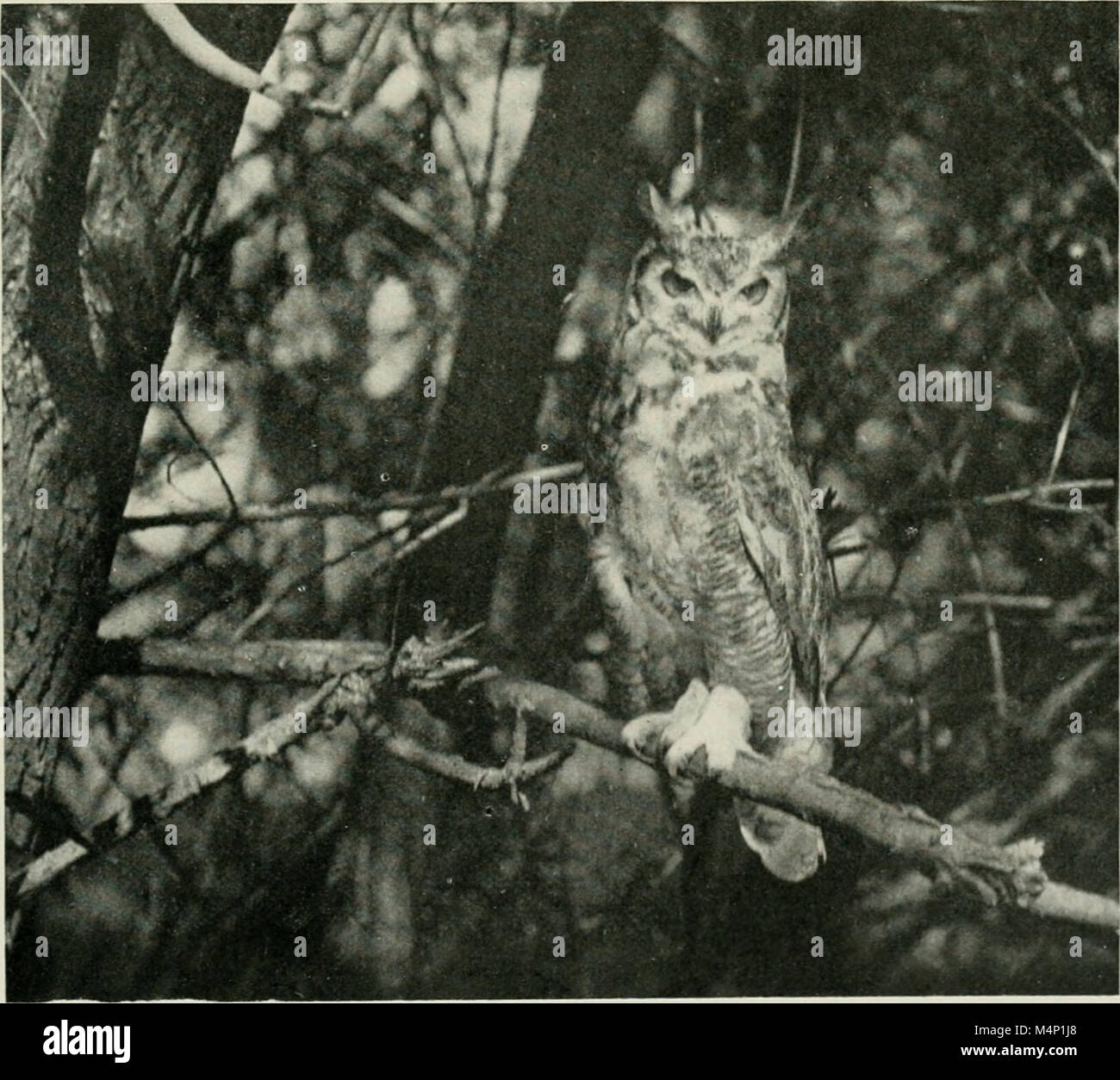 Bird-lore (1920) (14564061039 Stock Photo - Alamy