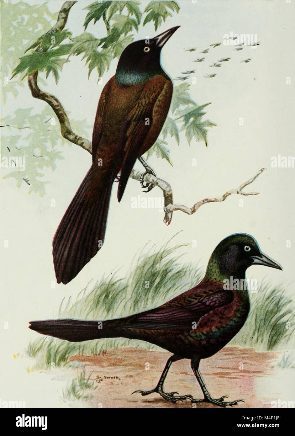 Bird-lore (1920) (14564096730 Stock Photo - Alamy