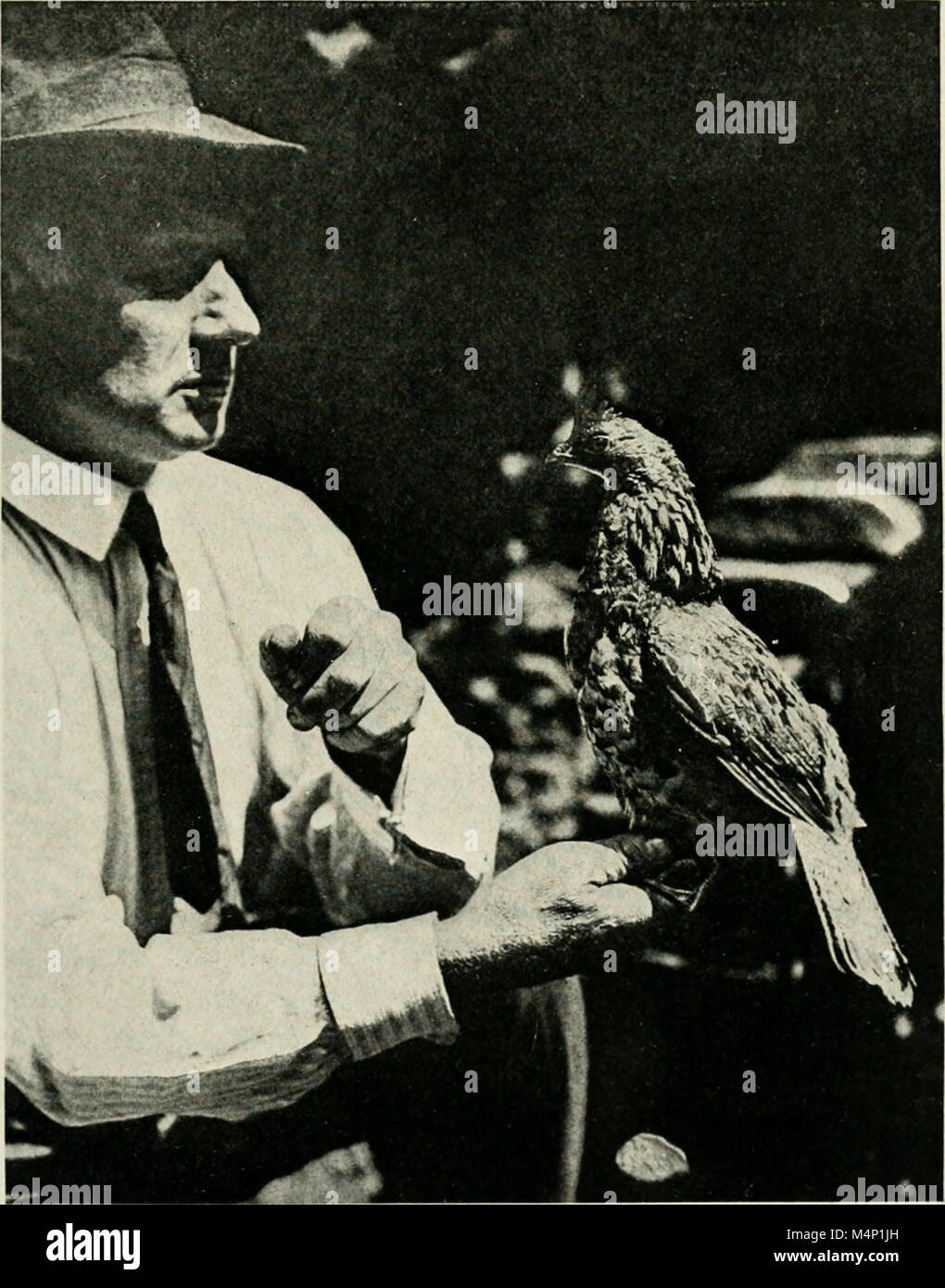 Bird-lore (1920) (14564118770 Stock Photo - Alamy