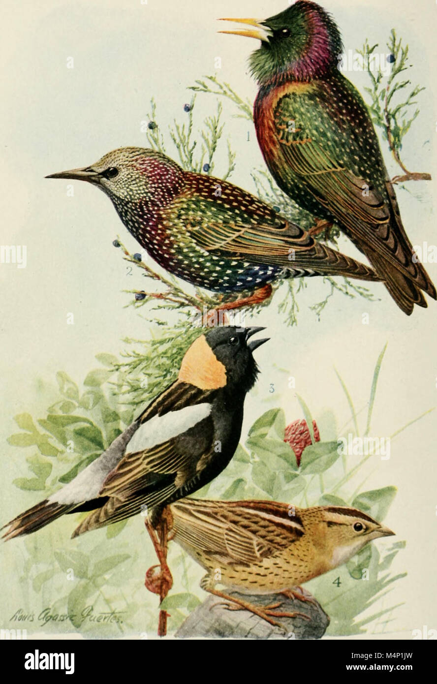 Bird-lore (1920) (14727756126 Stock Photo - Alamy