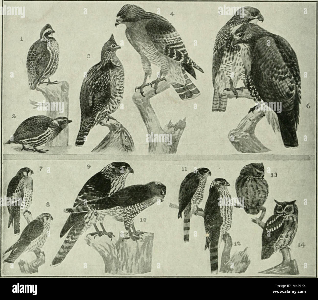 'Bird-lore' from 1920 is a periodical focused on birdwatching and ...