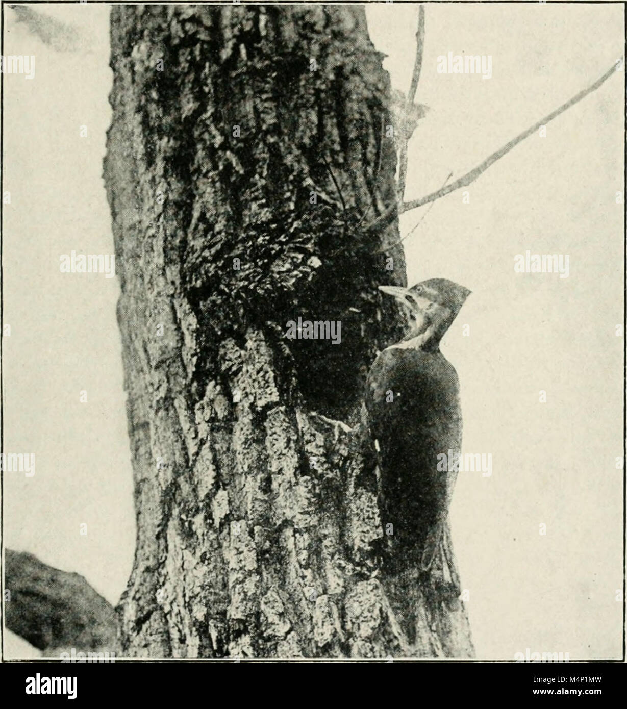 Bird-lore, published in 1921, focuses on the study of birds and ...