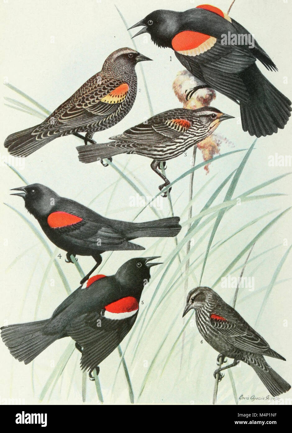 Bird-lore (1922) (14728479416 Stock Photo - Alamy