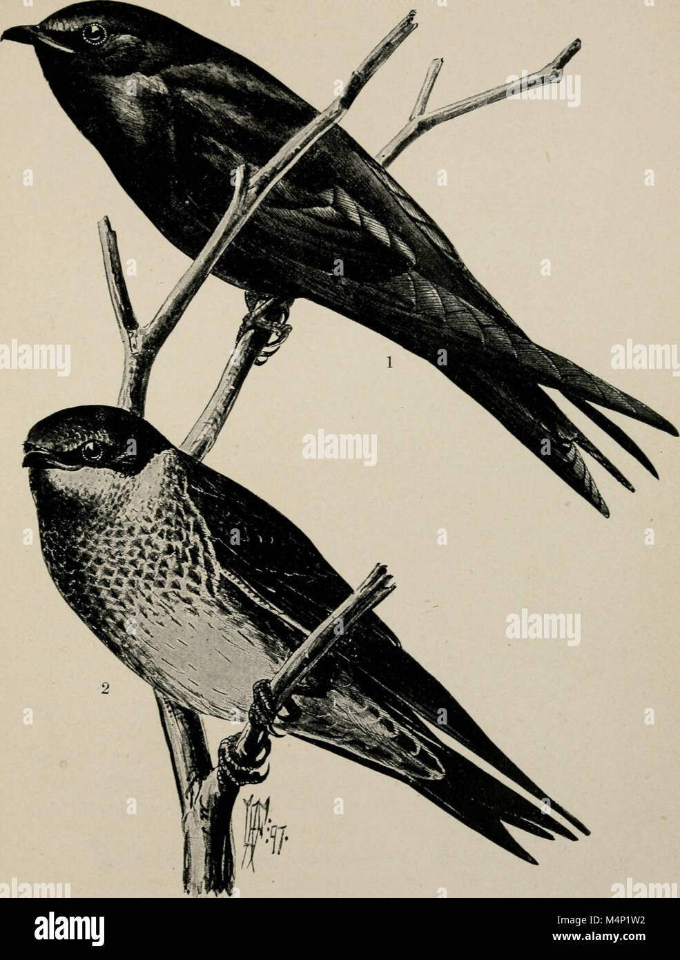 'Birdcraft' is a 1897 field book detailing 200 species of songbirds ...