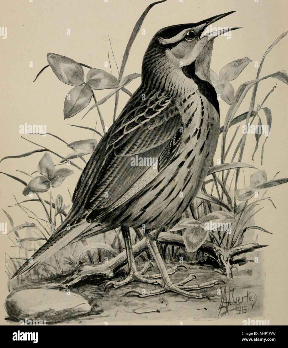 *Birdcraft* (1897) is a field guide describing 200 species of songbirds ...