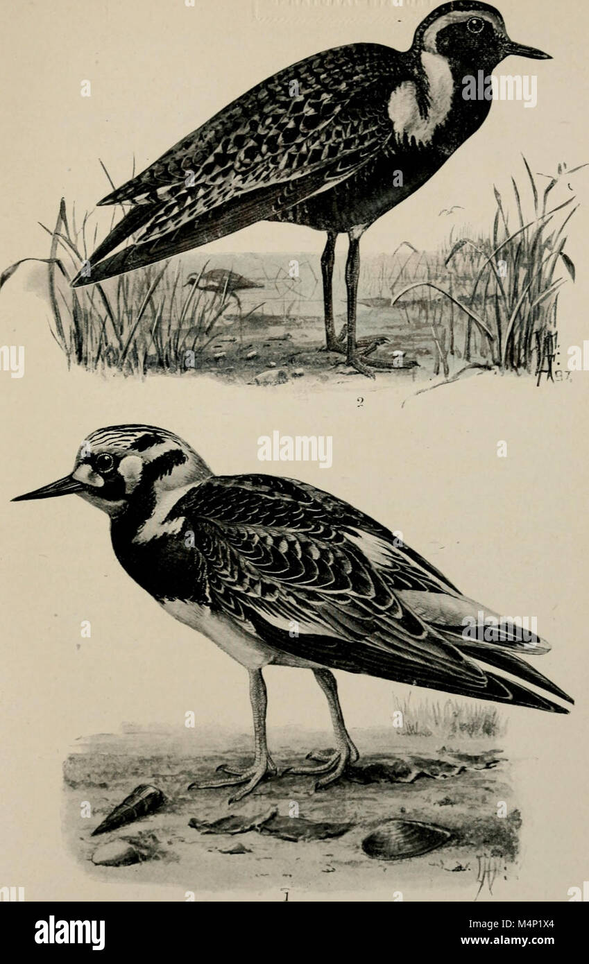 Birdcraft (1897) is a field guide to 200 song, game, and water birds ...