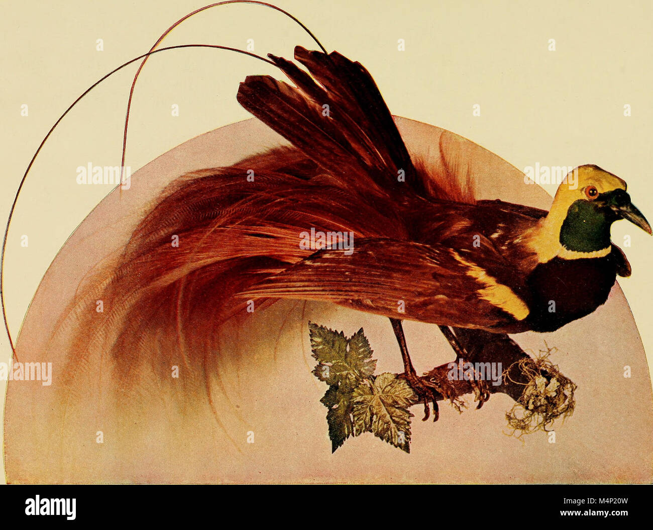 *Birds* (1897) is a monthly serial that presents bird species through ...