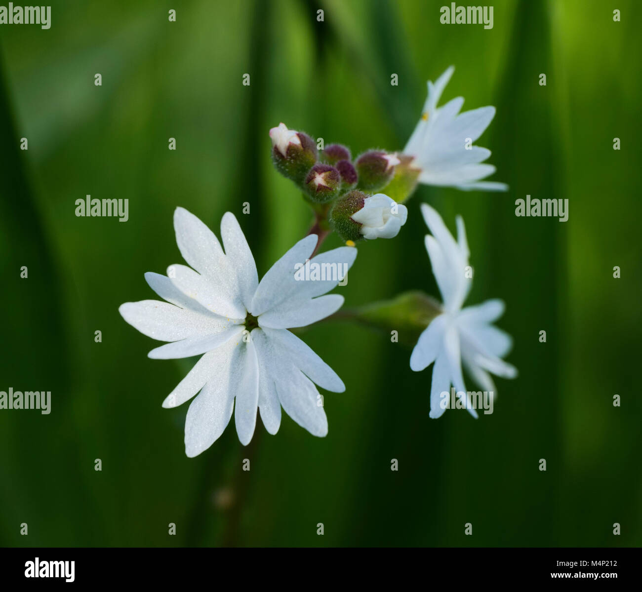 Lithophragma parviflorum wildflower woodland star hi-res stock ...
