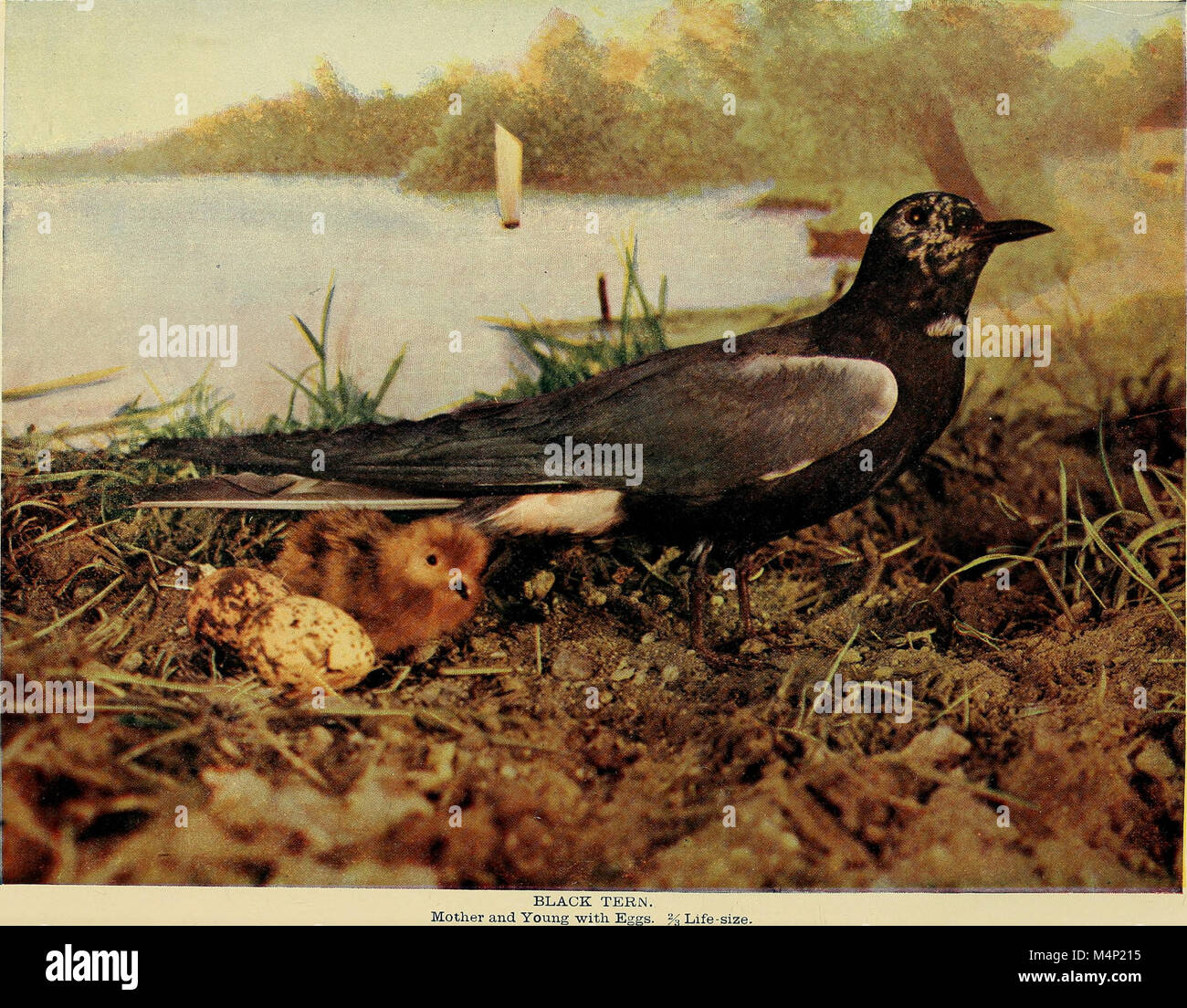 This 1897 monthly serial features color photography of various bird ...
