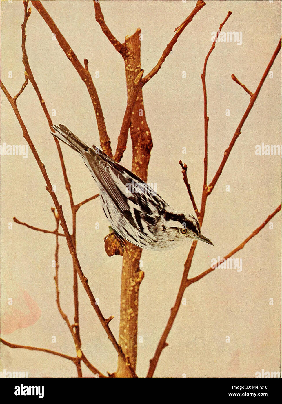 This monthly serial from 1897 features color photographic illustrations ...