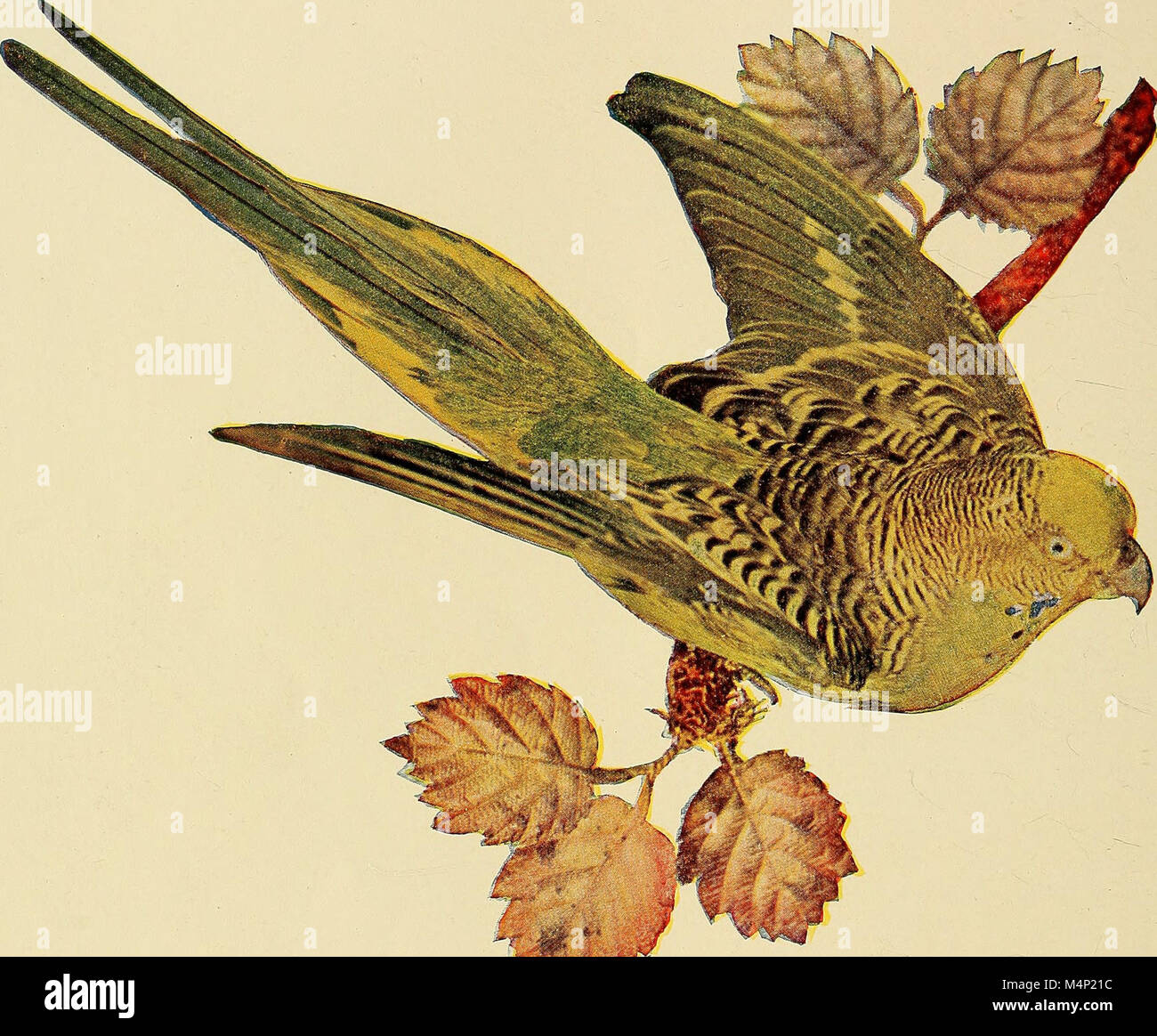 This 1897 serial presents birds through color photography, offering ...