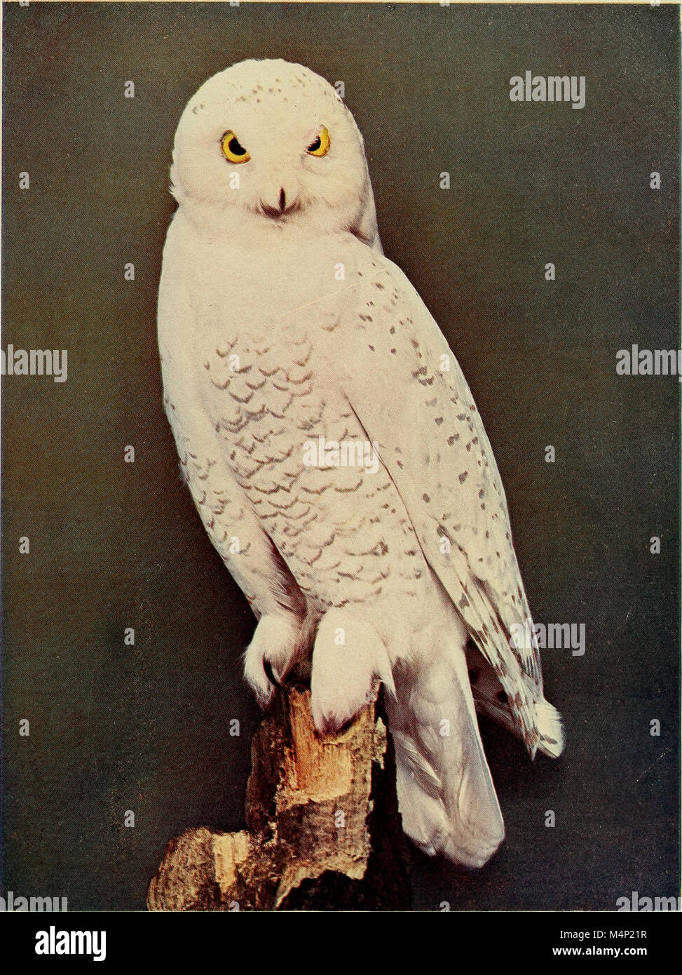 This 1897 monthly serial features birds illustrated through color ...