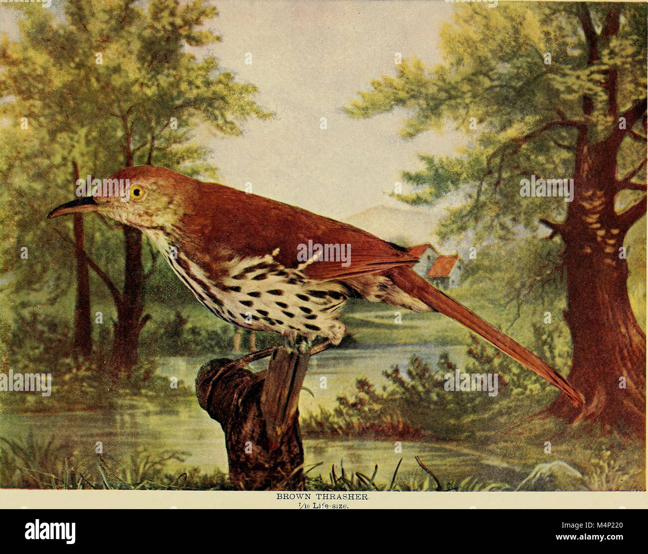 Birds, illustrated by color photography, was a monthly serial published ...