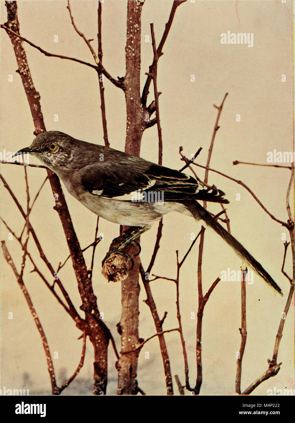 This 1897 monthly serial, 'Birds,' features color photographic ...