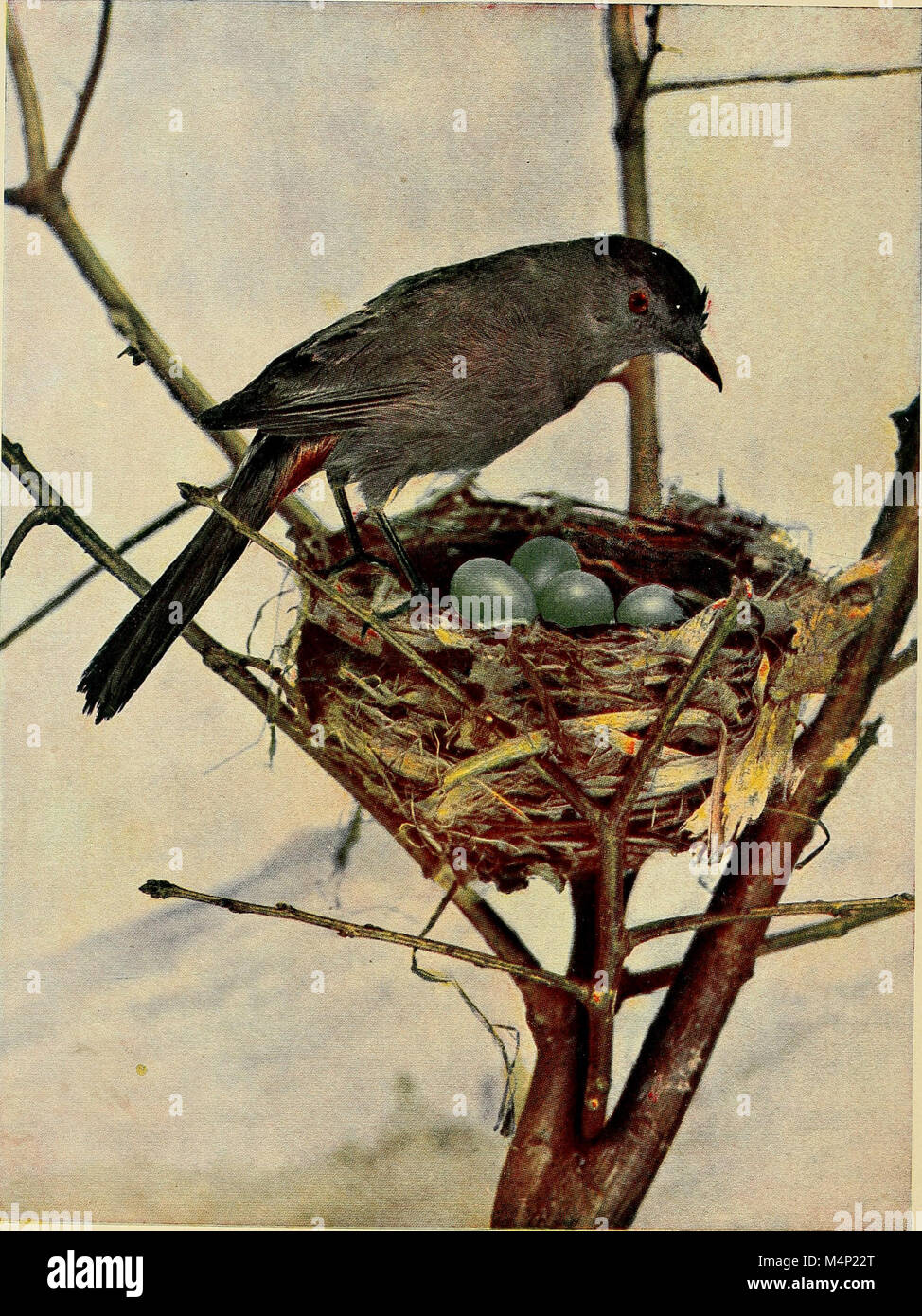 This 1897 serial publication features color photographs of various bird ...