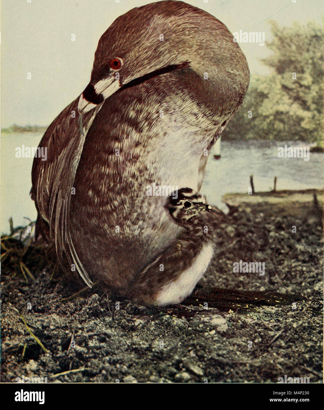 'Birds' (1897) is a monthly publication that features illustrated ...