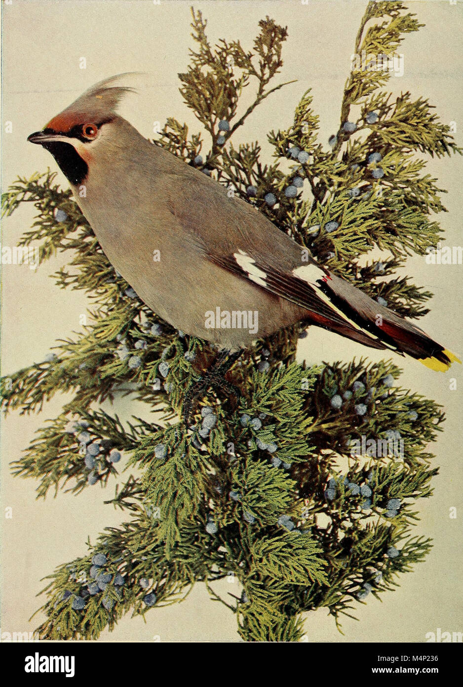 This 1897 monthly serial features color photographs of various bird ...