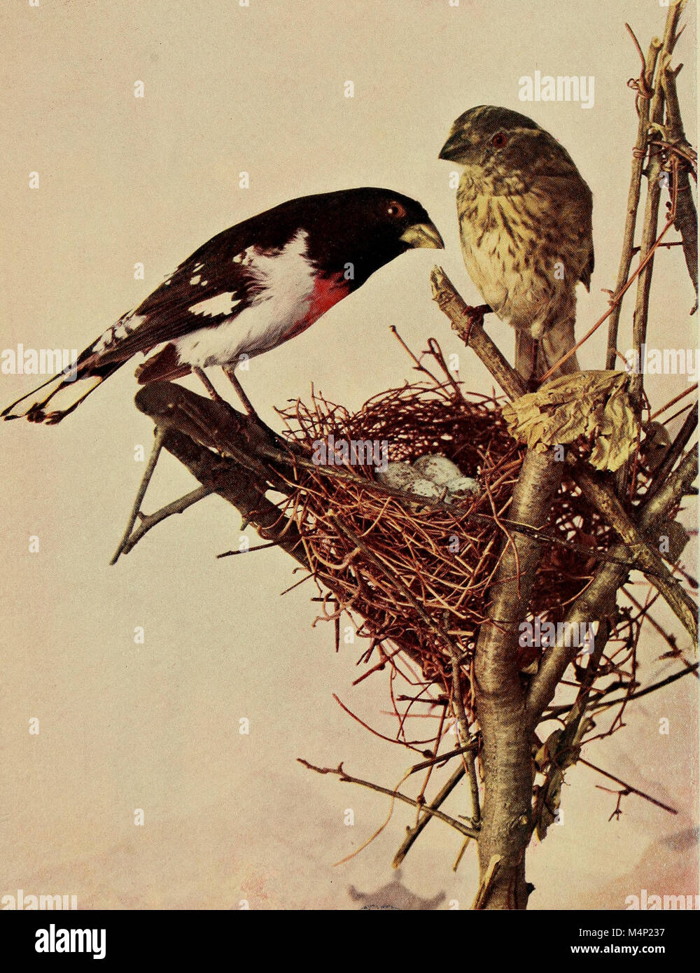 Photographs it features detailed descriptions hi-res stock photography ...