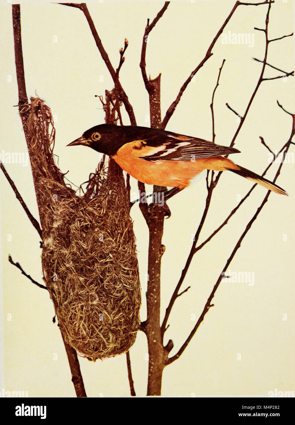 Birds and Nature, published in 1897, is a journal dedicated to the ...