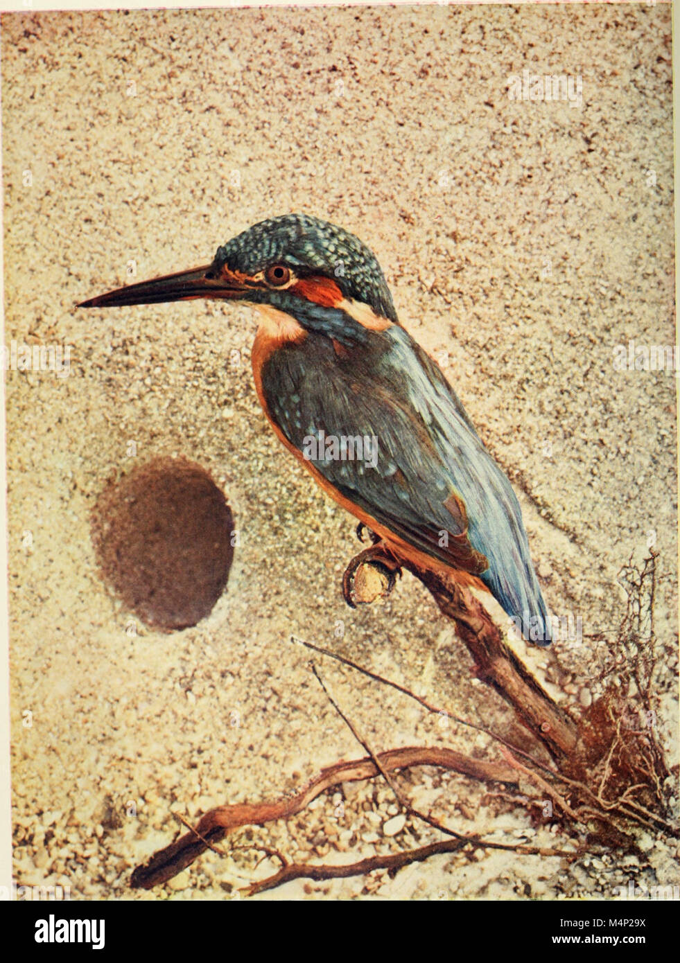 This 1897 publication explores various bird species and their natural ...