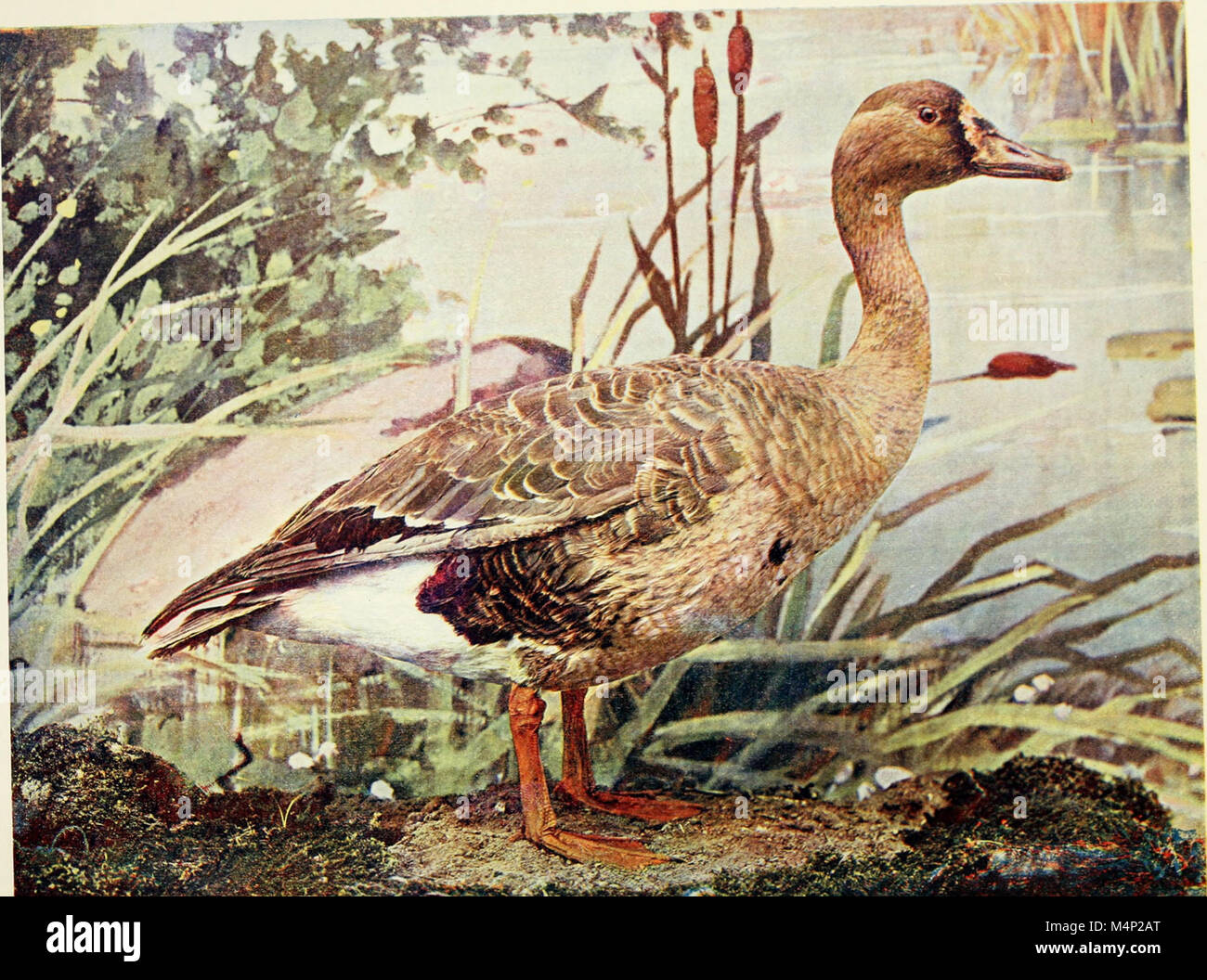 This book offers a detailed exploration of bird species and their ...