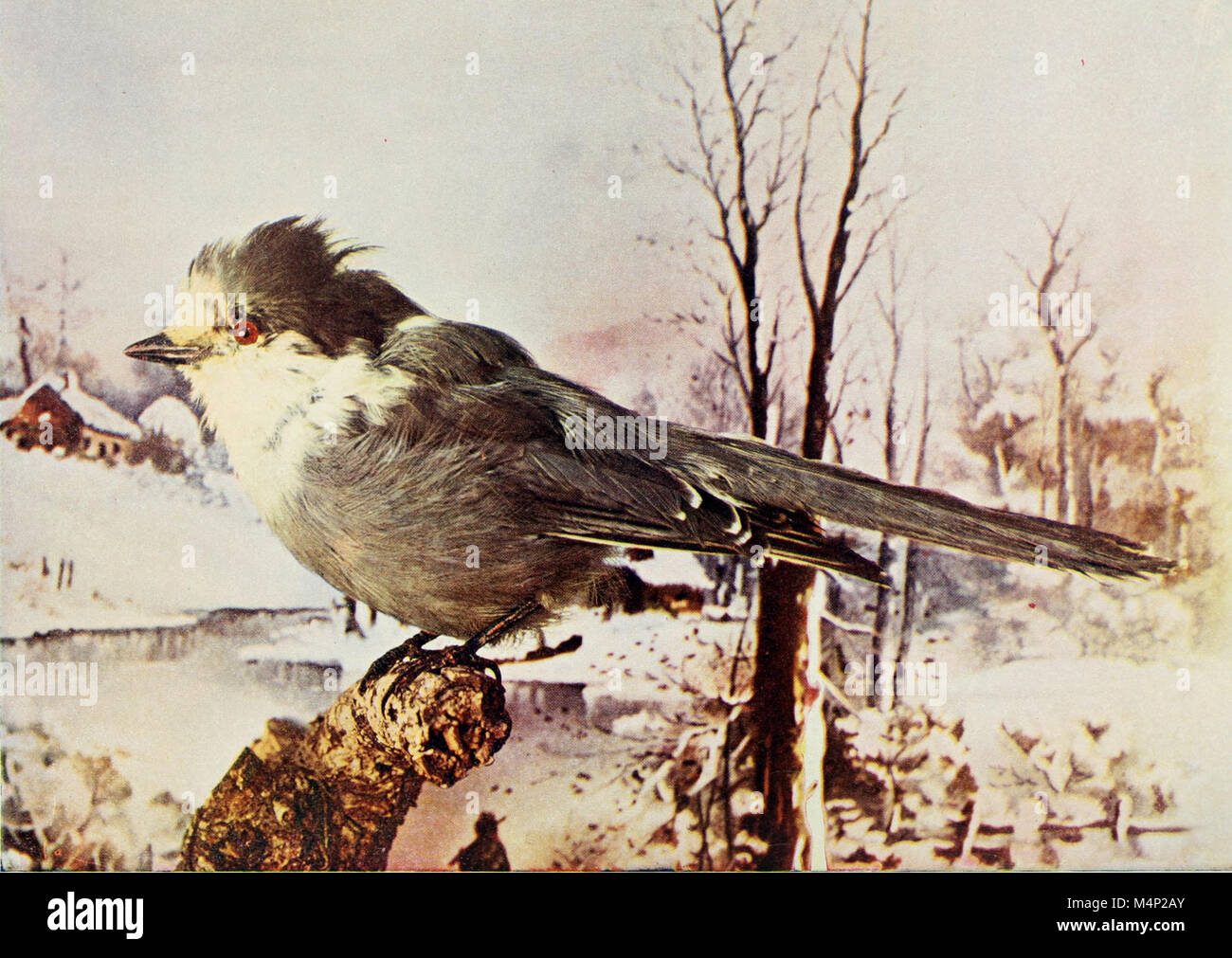 'Birds and Nature' (1897) is a nature magazine that blends ornithology ...