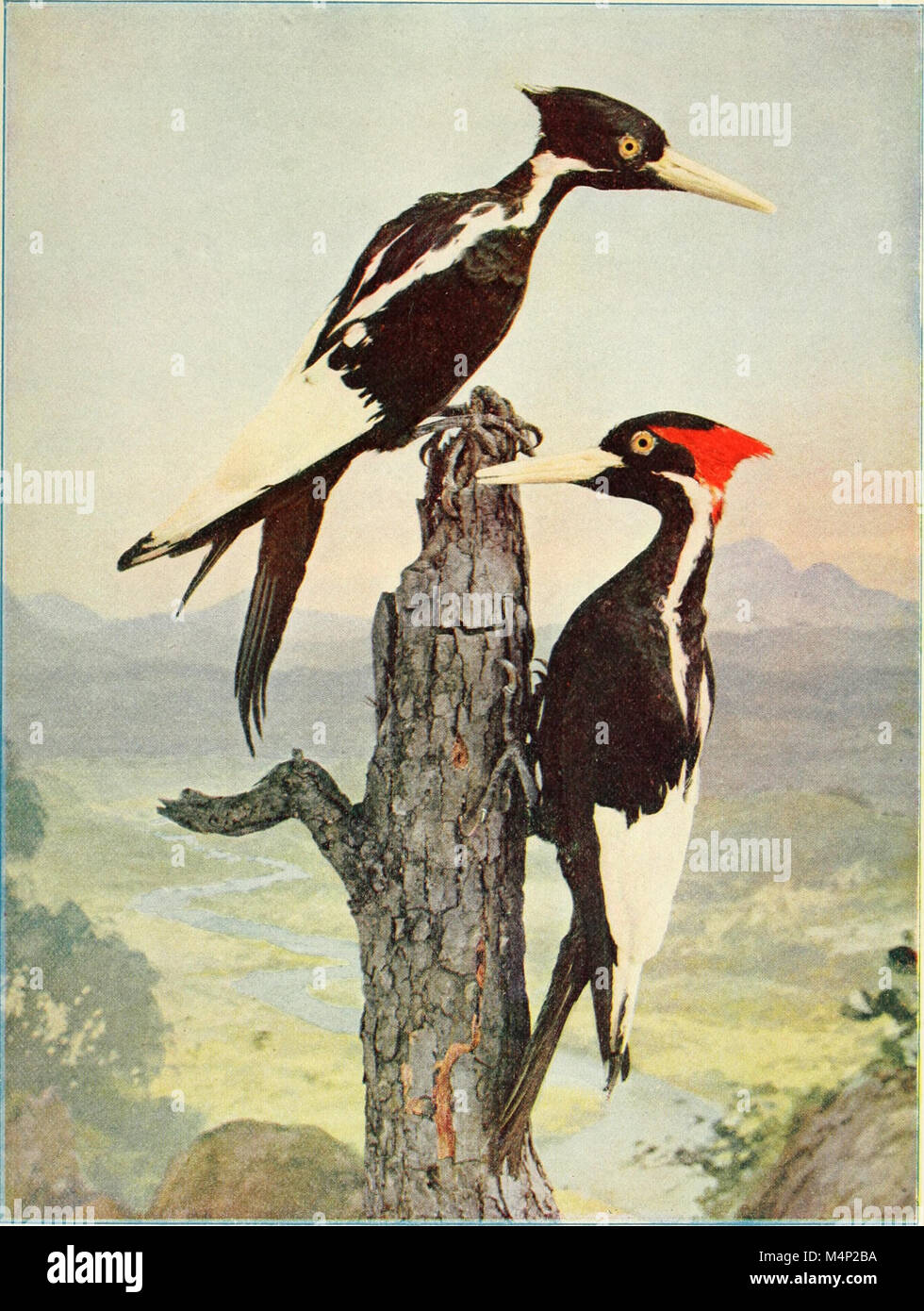 Birds and Nature (1898) explores the relationship between birds and ...