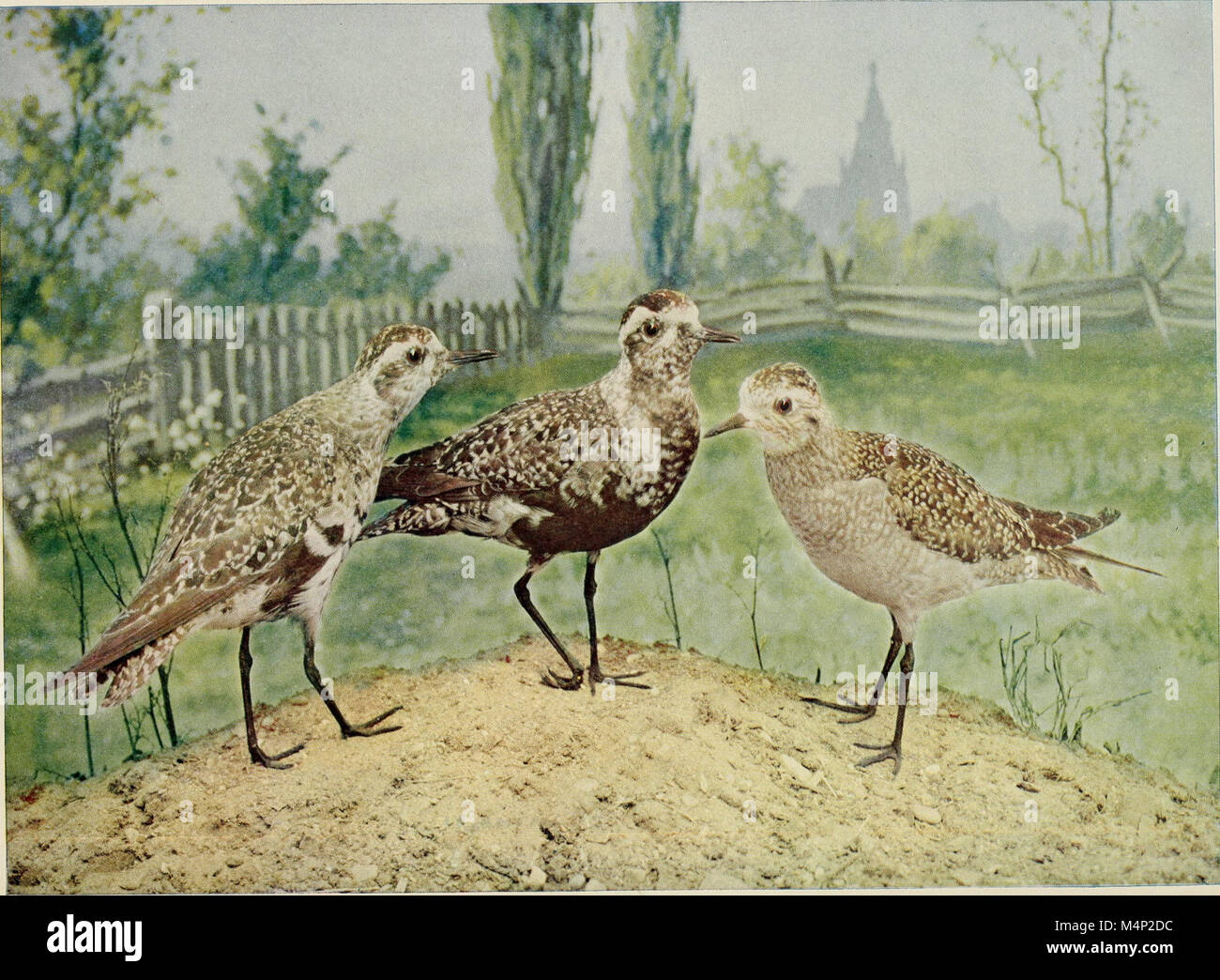'Birds and Nature' (1898) offers an exploration of bird species, their ...