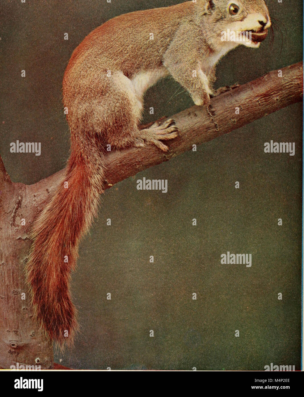 *Birds and Nature* (1898) is a magazine dedicated to ornithology ...
